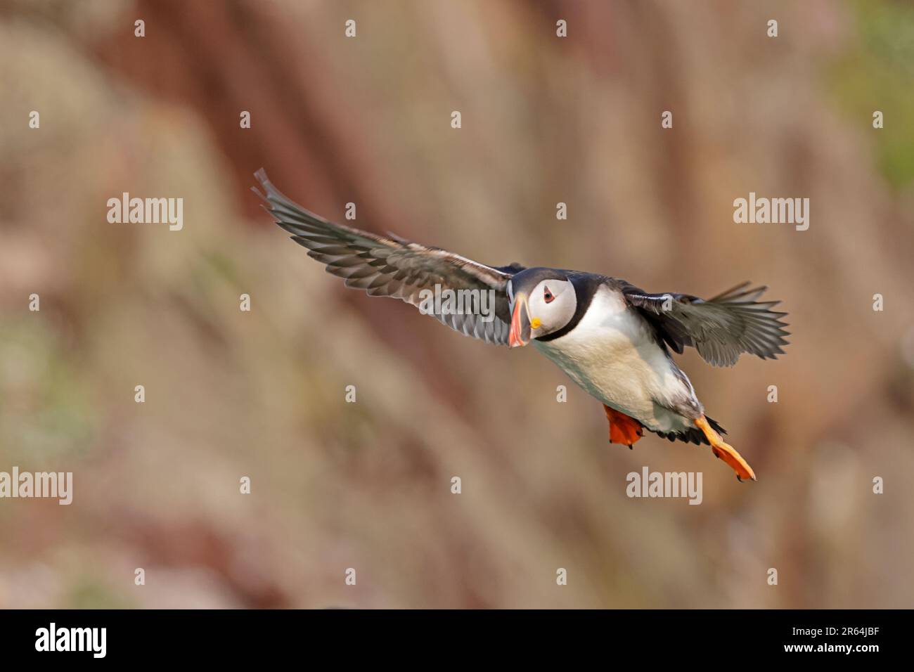 Puffin in flight on Skokholm Island West Wales Stock Photo - Alamy