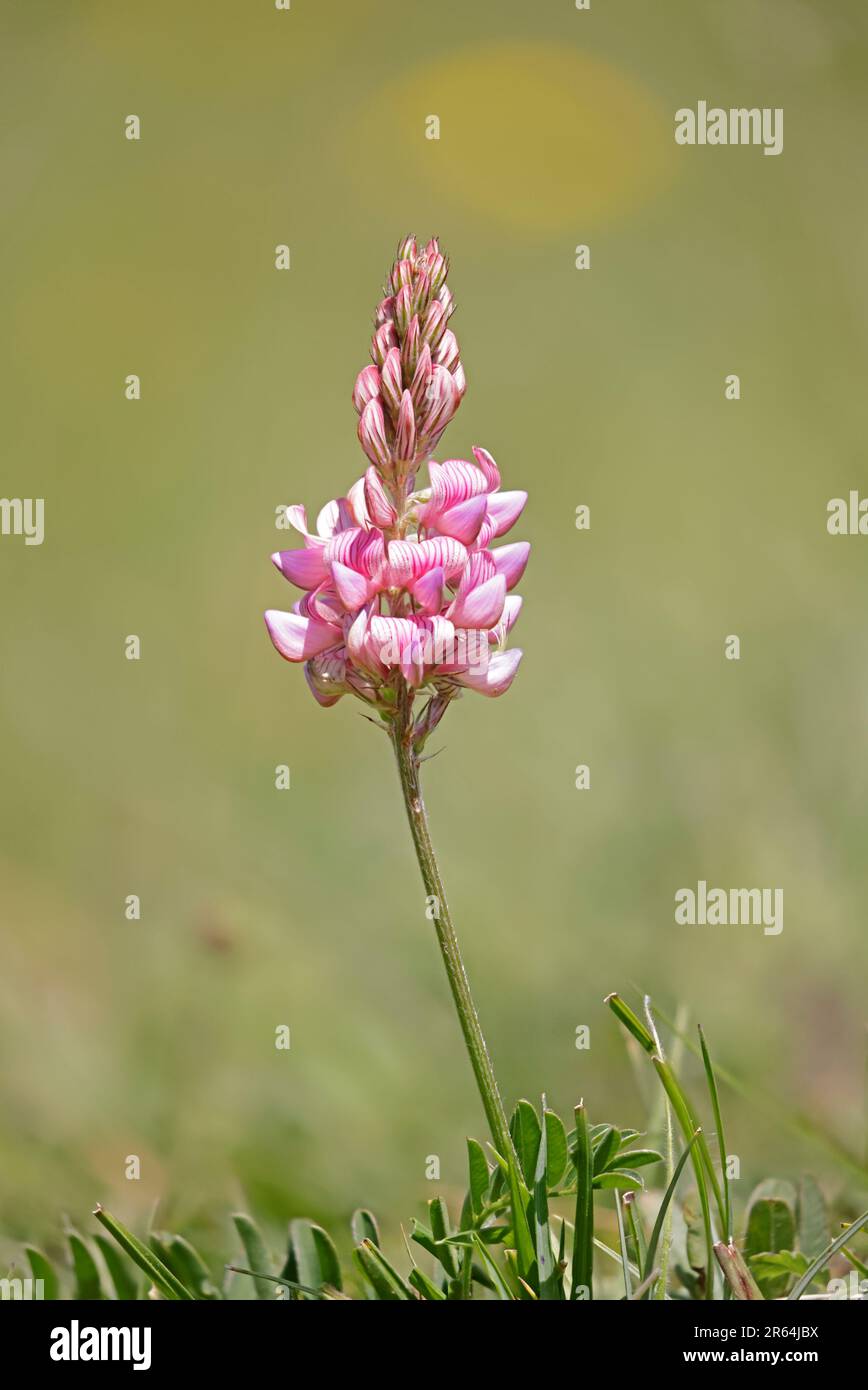 Sanfoin in flower at Strawberry Banks Gloucestershire Stock Photo - Alamy