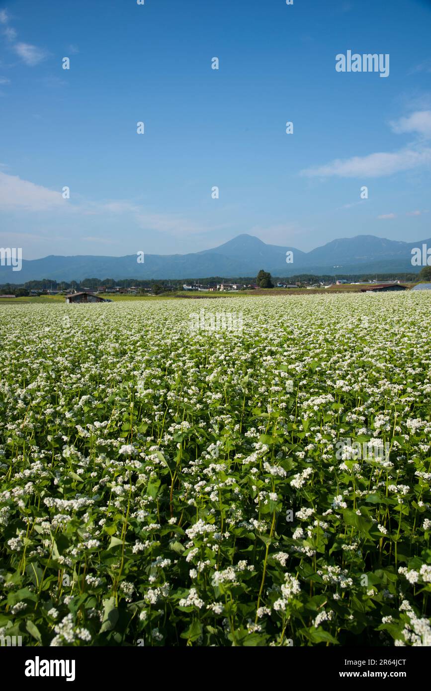 Buckwheat field and Yatsugatake mountain range Stock Photo - Alamy