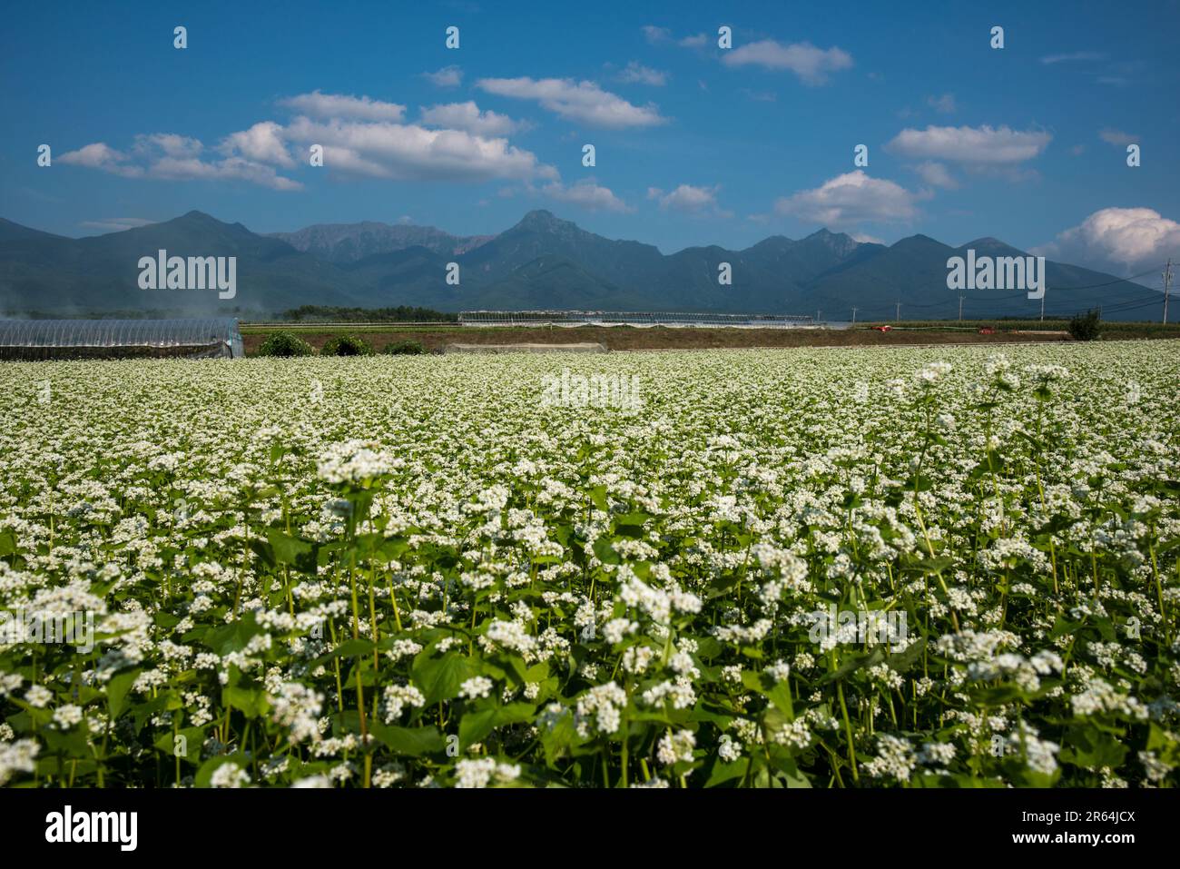 Buckwheat field and Yatsugatake mountain range Stock Photo - Alamy