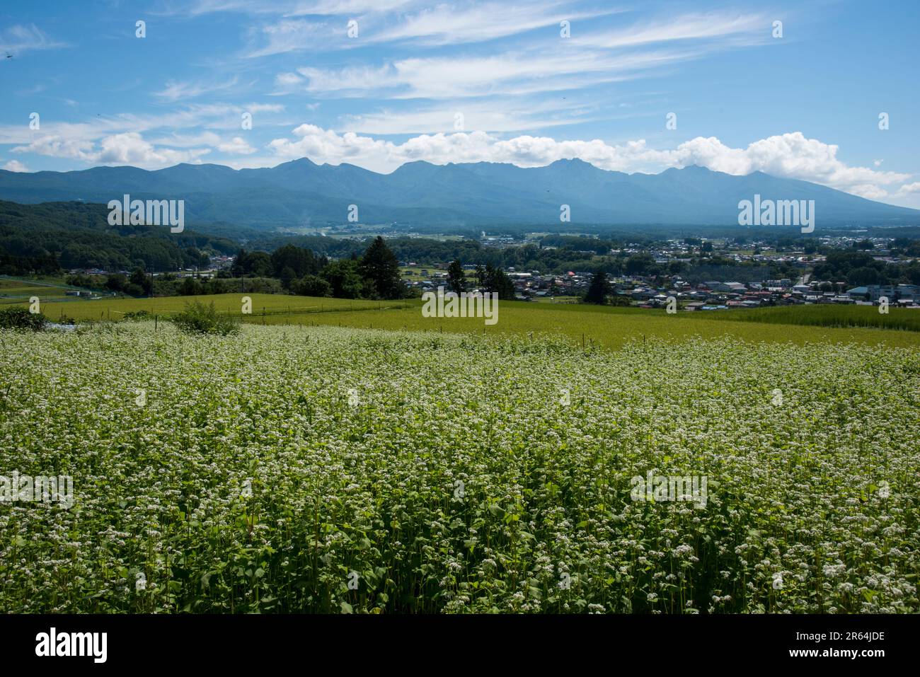 Buckwheat field and Yatsugatake mountain range Stock Photo - Alamy