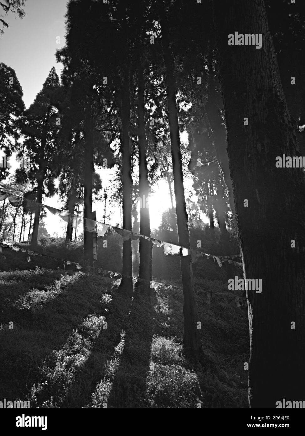 Scenic forest landscape pine Black and White Stock Photos & Images - Alamy