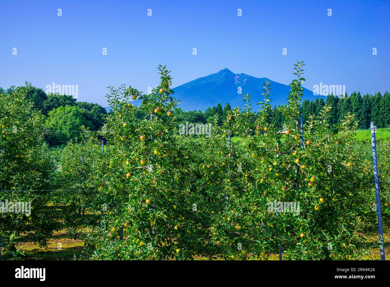 100 orchard hi-res stock photography and images - Alamy