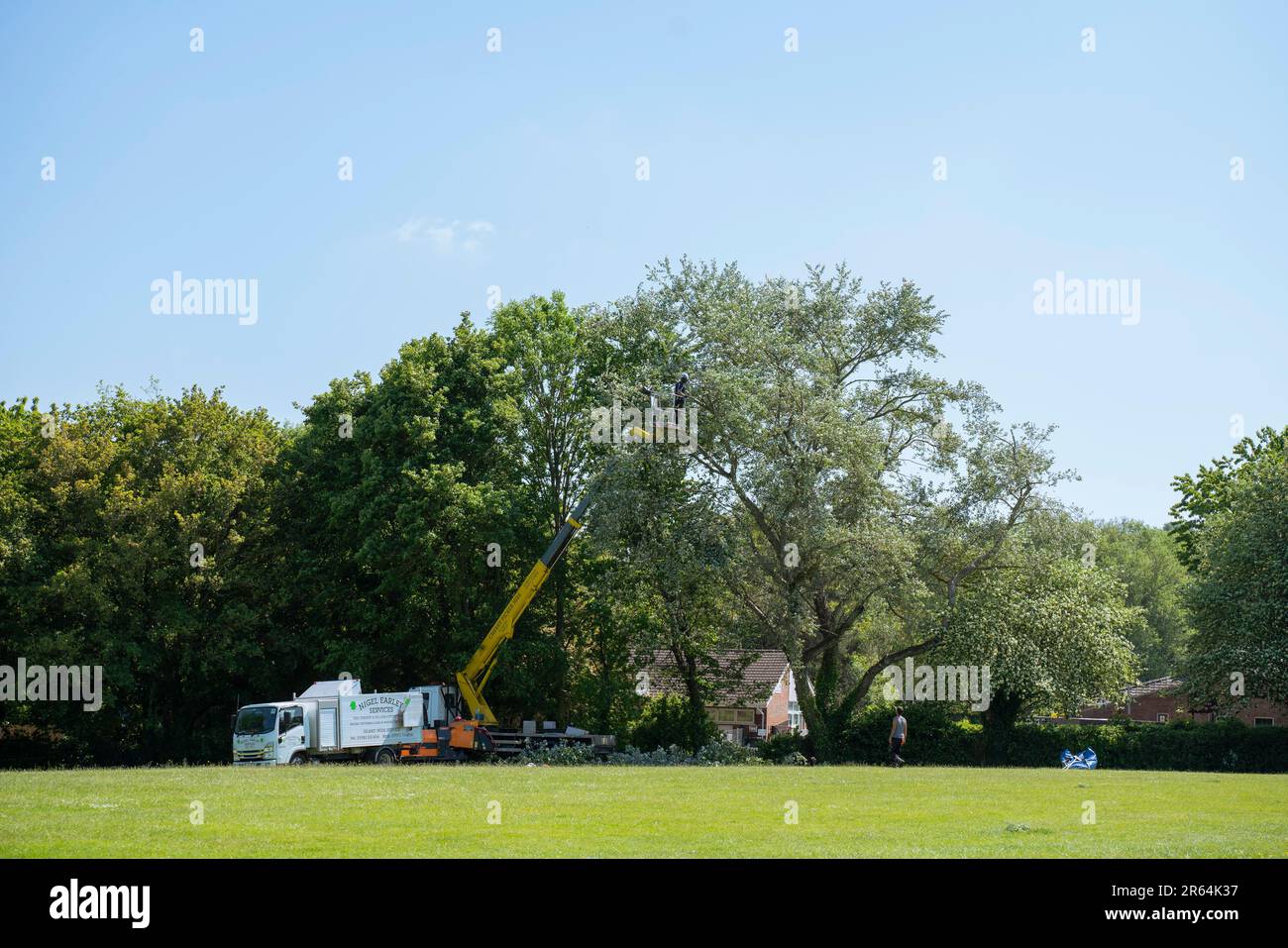 Tree surgeons work on established trees in Carisbrooke on the Isle of ...