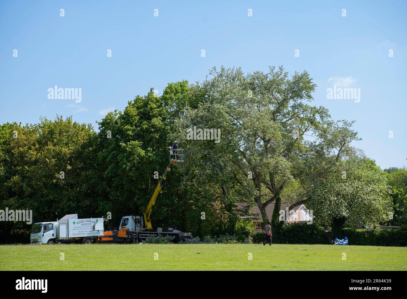 Tree surgeons work on established trees in Carisbrooke on the Isle of ...