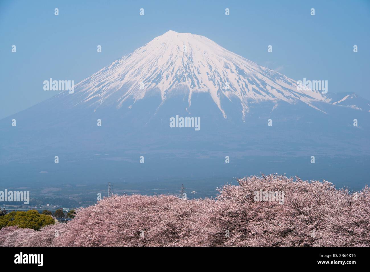 Cherry Blossom trees and Mt Fuji Stock Photo - Alamy