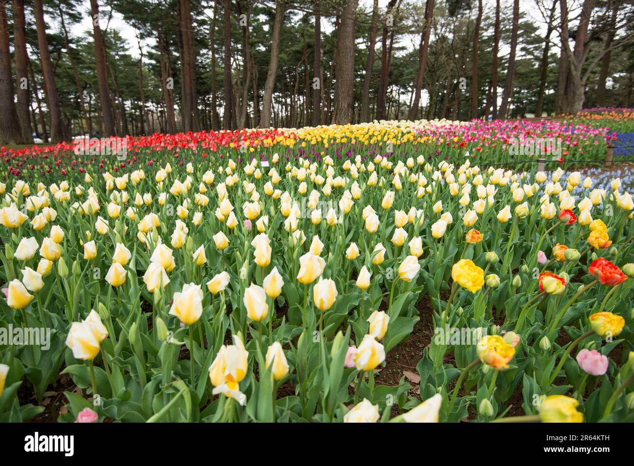 Kunitachi city hi-res stock photography and images - Alamy
