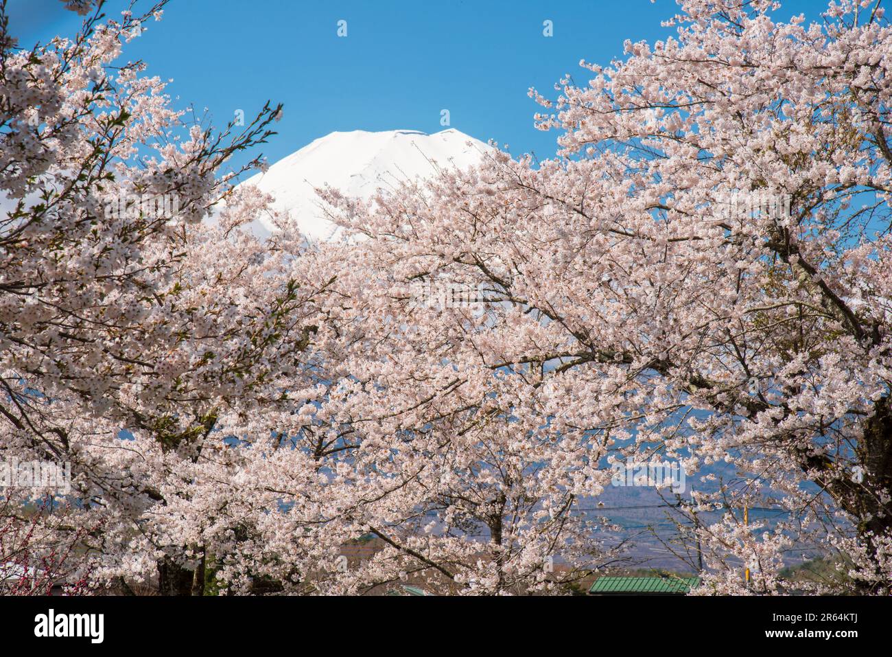 Mt. Fuji and Oshino village cherry trees Stock Photo - Alamy