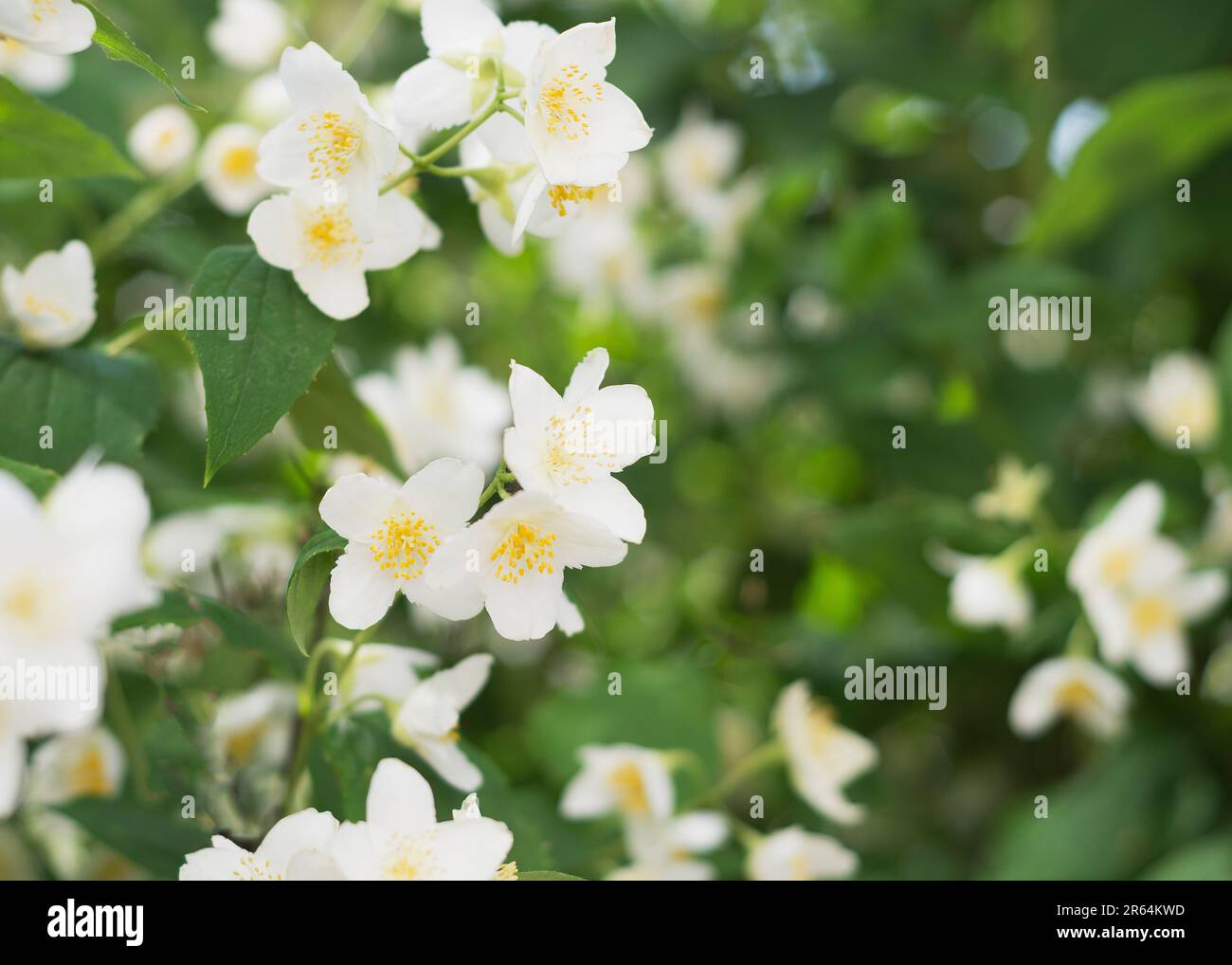 Blooming and fragrant jasmine flowers. Blooming jasmine bush Stock ...
