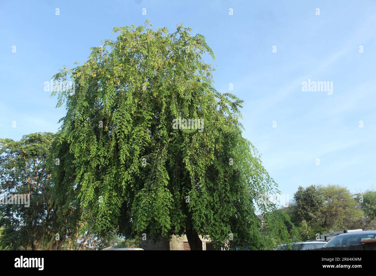 Shisham is best known internationally as a premier timber species hi ...