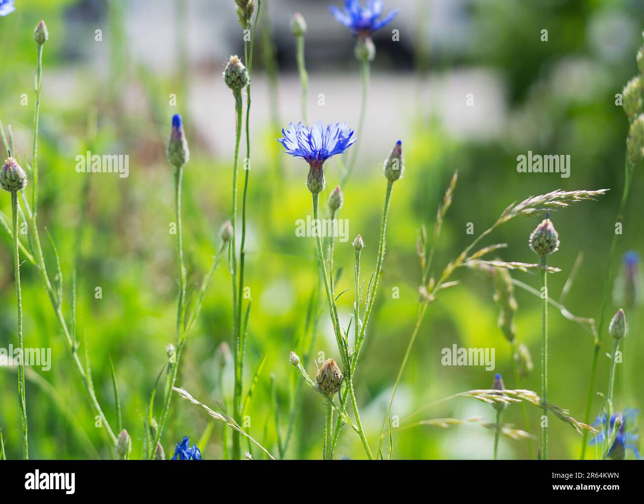 Blue cornflower flowers in the field 2 Stock Photo - Alamy