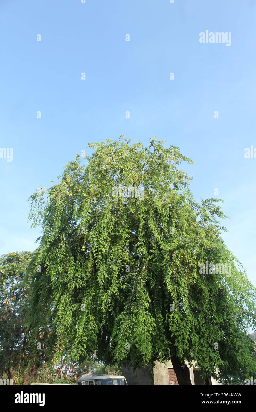 Indian rosewood, Dalbergia sissoo, shisham Stock Photo - Alamy