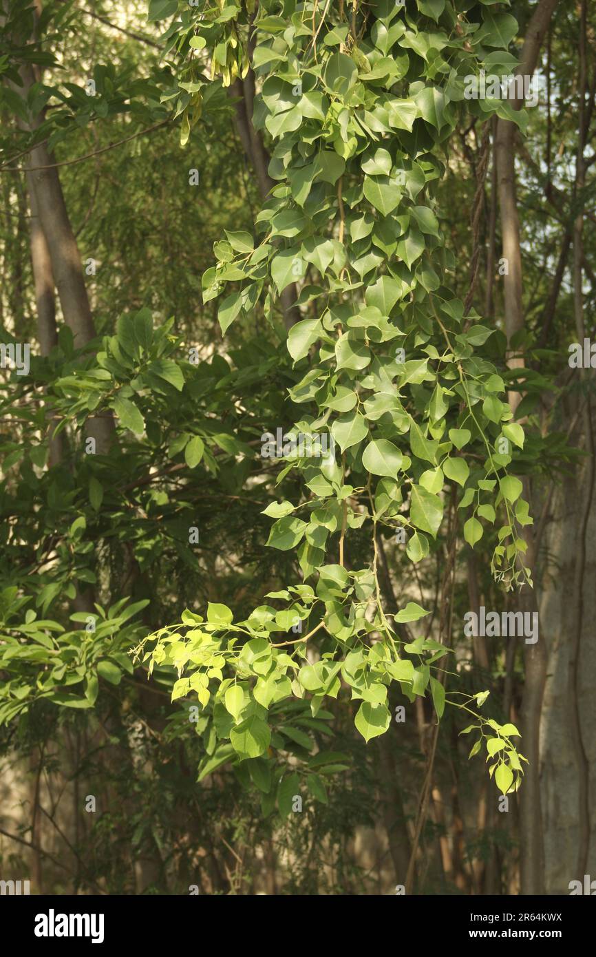 Shisham hi-res stock photography and images - Alamy