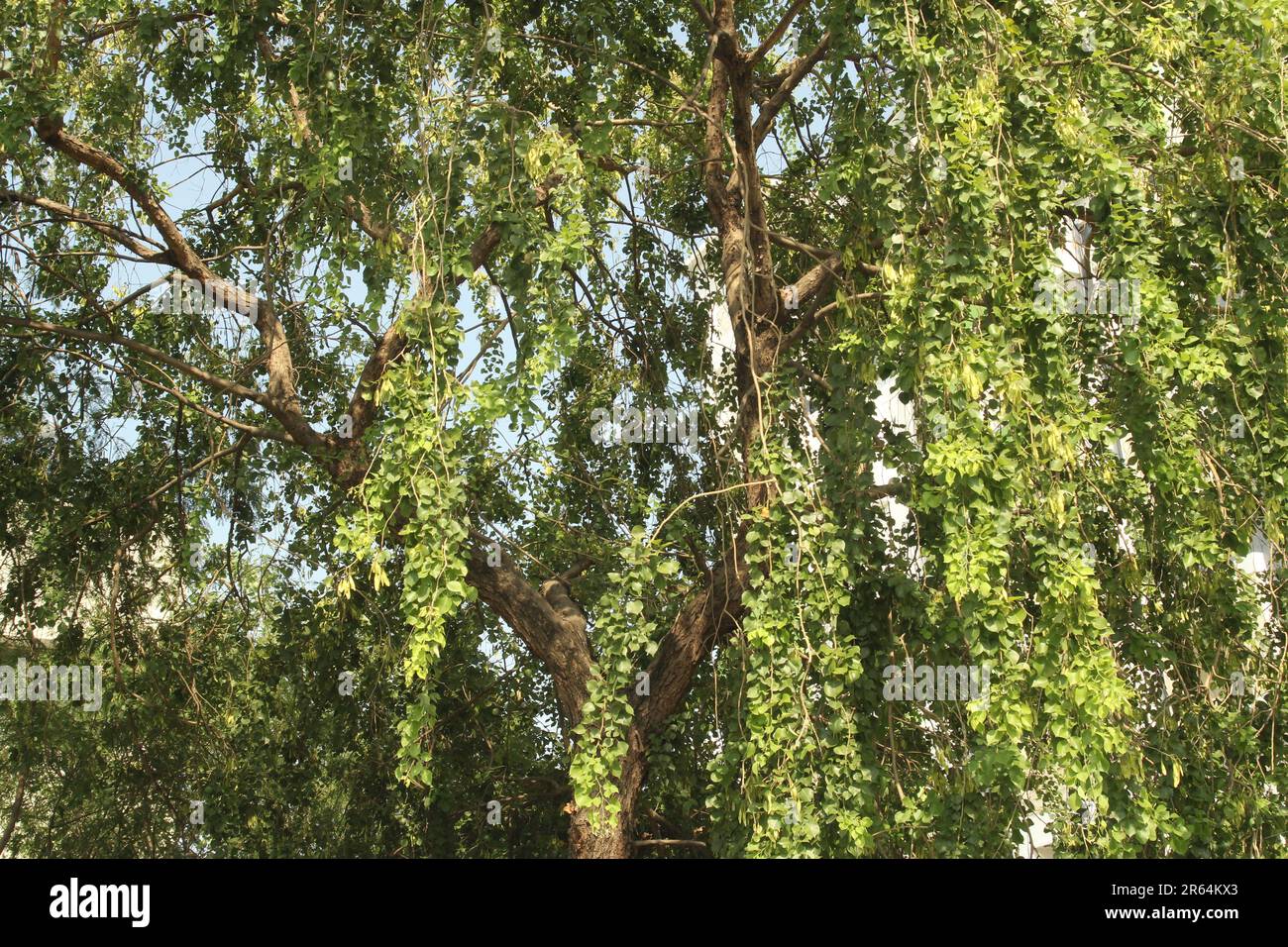Indian rosewood, Dalbergia sissoo, shisham Stock Photo - Alamy