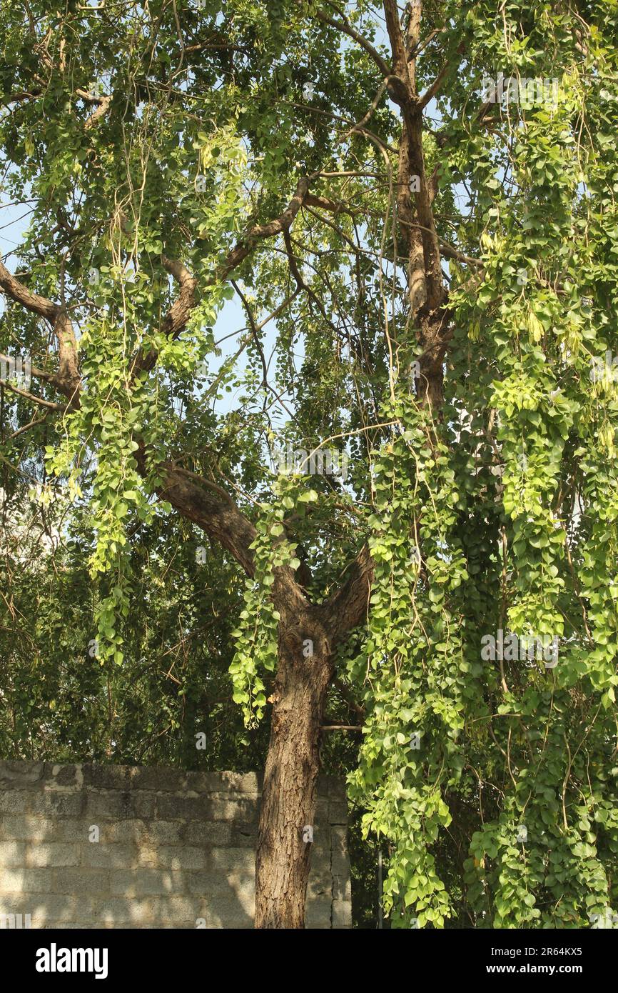 Indian rosewood, Dalbergia sissoo, shisham Stock Photo - Alamy