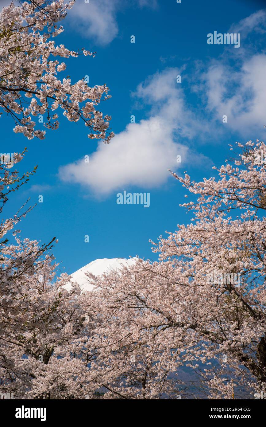 Mt. Fuji and Oshino village cherry trees Stock Photo - Alamy