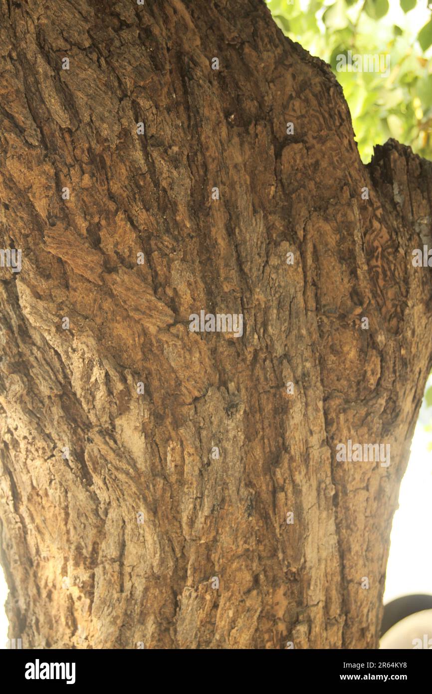 Indian rosewood, Dalbergia sissoo, shisham Stock Photo - Alamy