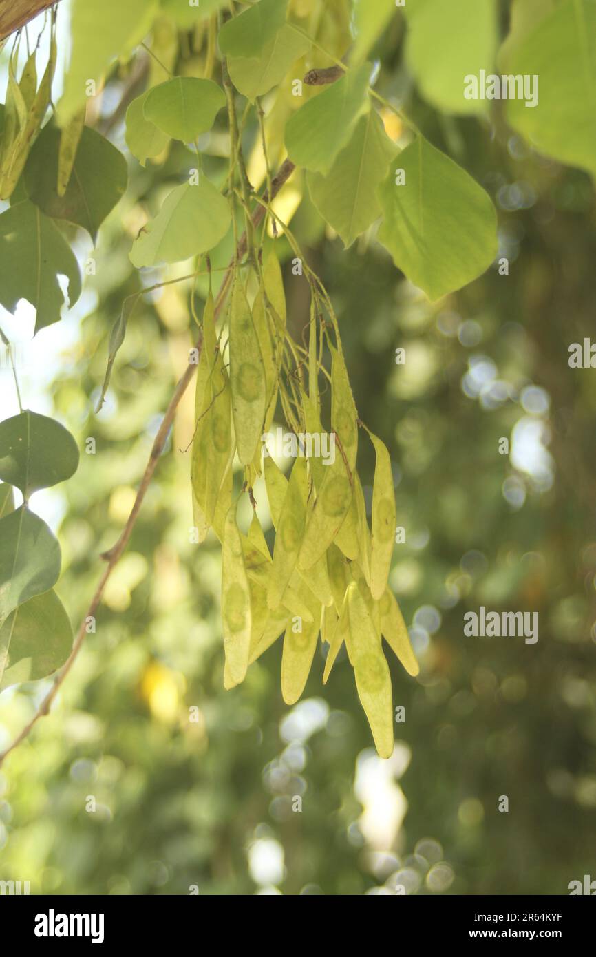 Indian rosewood, Dalbergia sissoo, shisham Stock Photo - Alamy