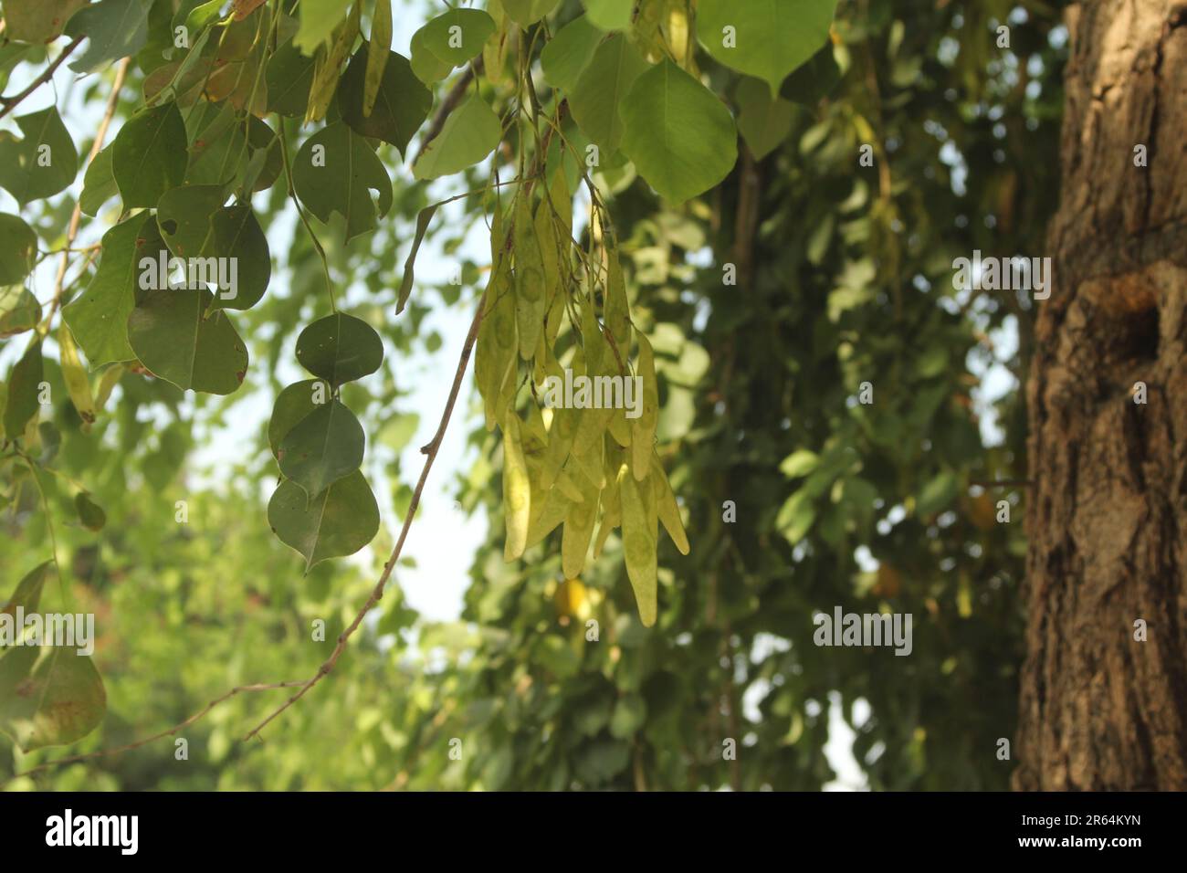 Indian rosewood, Dalbergia sissoo, shisham Stock Photo - Alamy