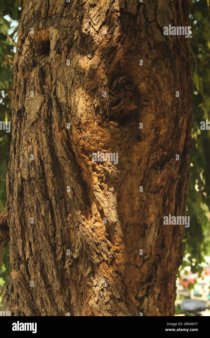 Indian rosewood, Dalbergia sissoo, shisham Stock Photo - Alamy