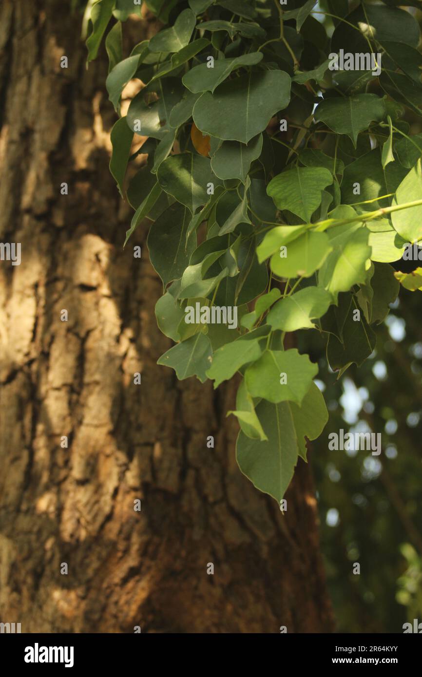 Indian rosewood, Dalbergia sissoo, shisham Stock Photo - Alamy