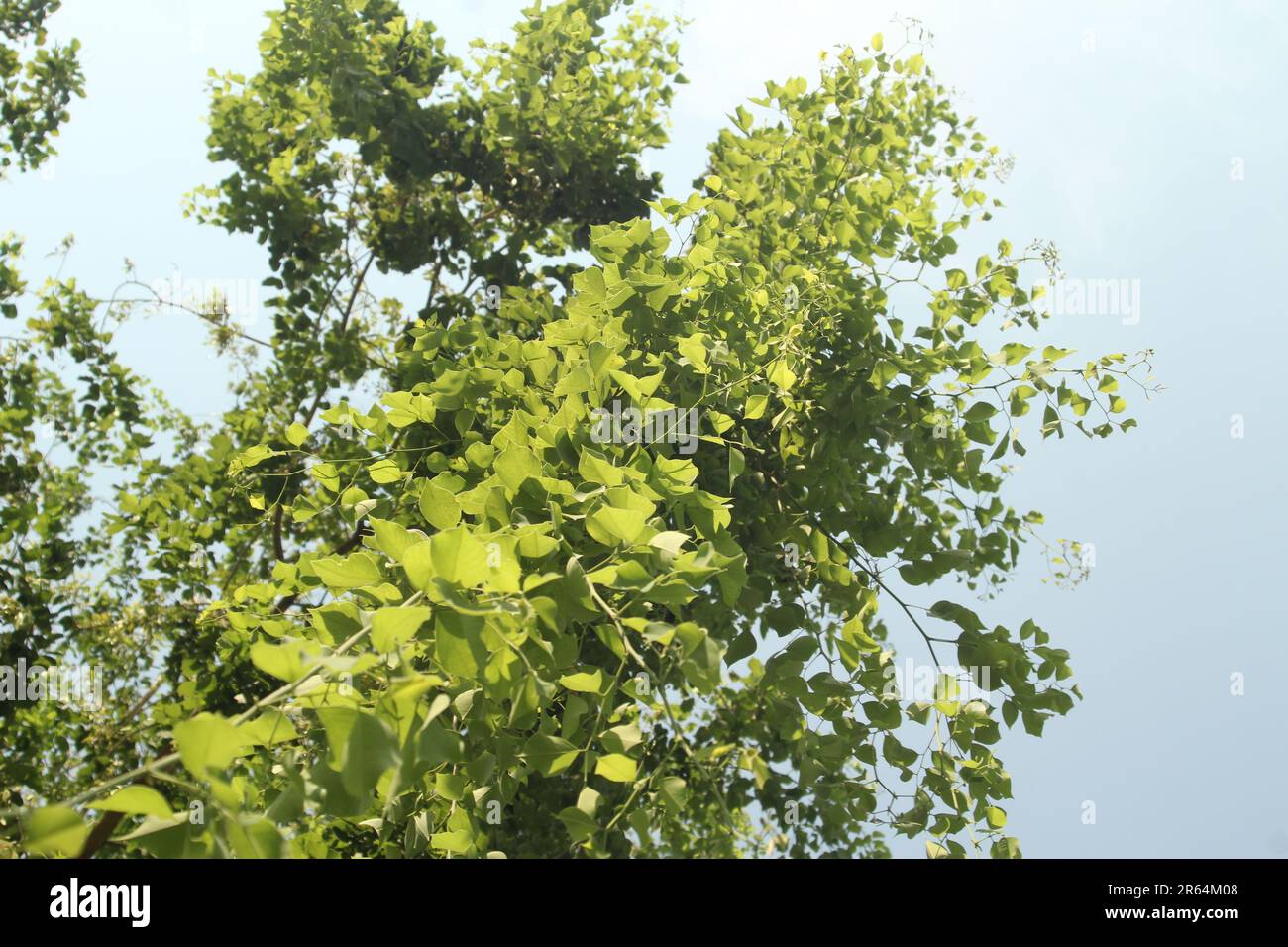 Indian rosewood, Dalbergia sissoo, shisham Stock Photo - Alamy