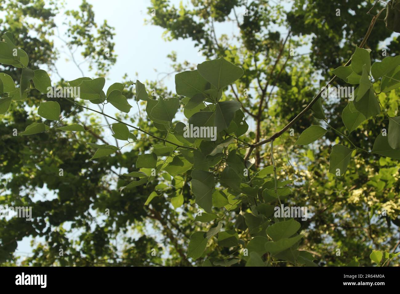 Indian rosewood, Dalbergia sissoo, shisham Stock Photo - Alamy
