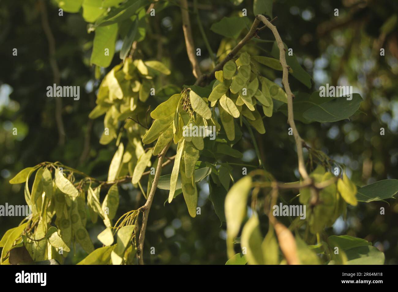 Indian rosewood, Dalbergia sissoo, shisham Stock Photo - Alamy