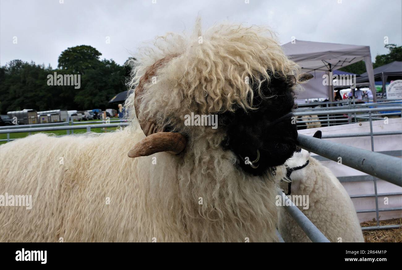 Rarest sheep breeds hi-res stock photography and images - Alamy