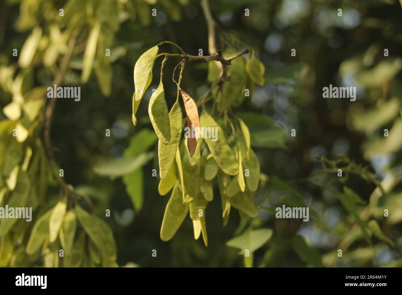Indian rosewood, Dalbergia sissoo, shisham Stock Photo - Alamy