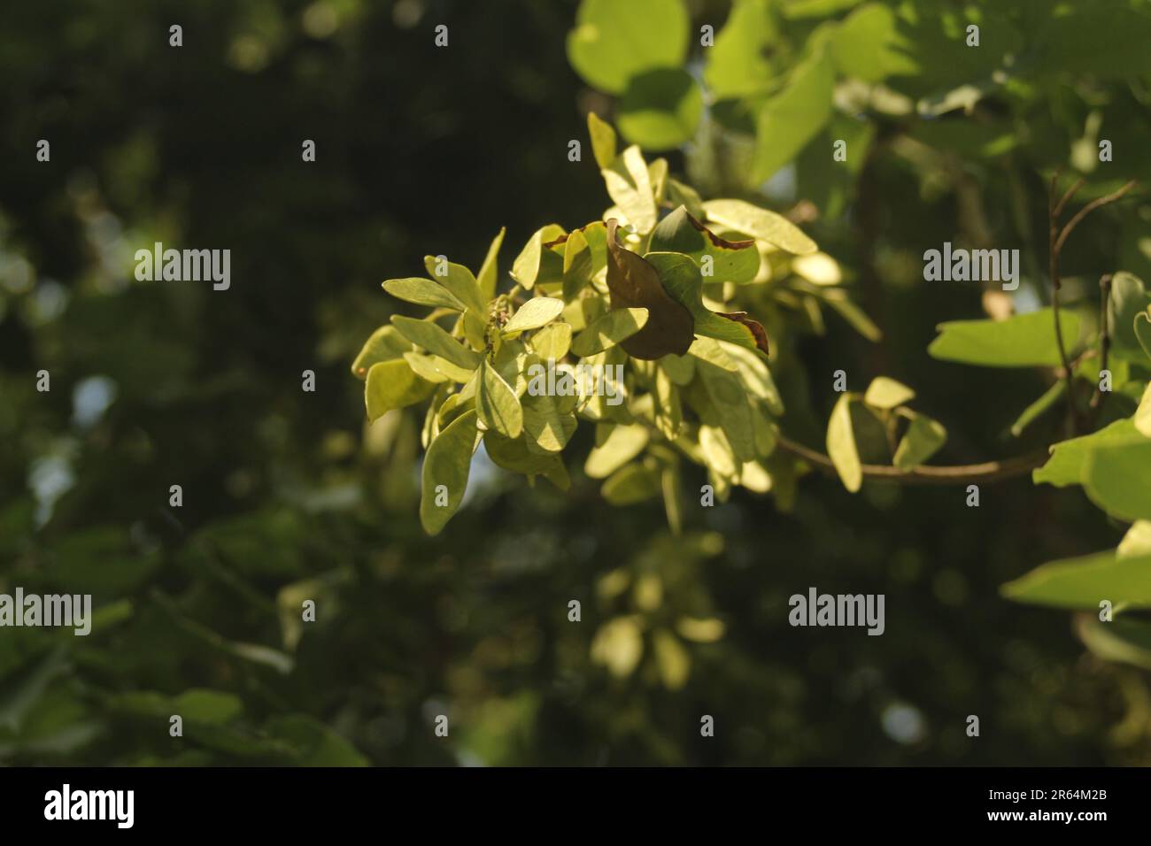 Indian rosewood, Dalbergia sissoo, shisham Stock Photo - Alamy