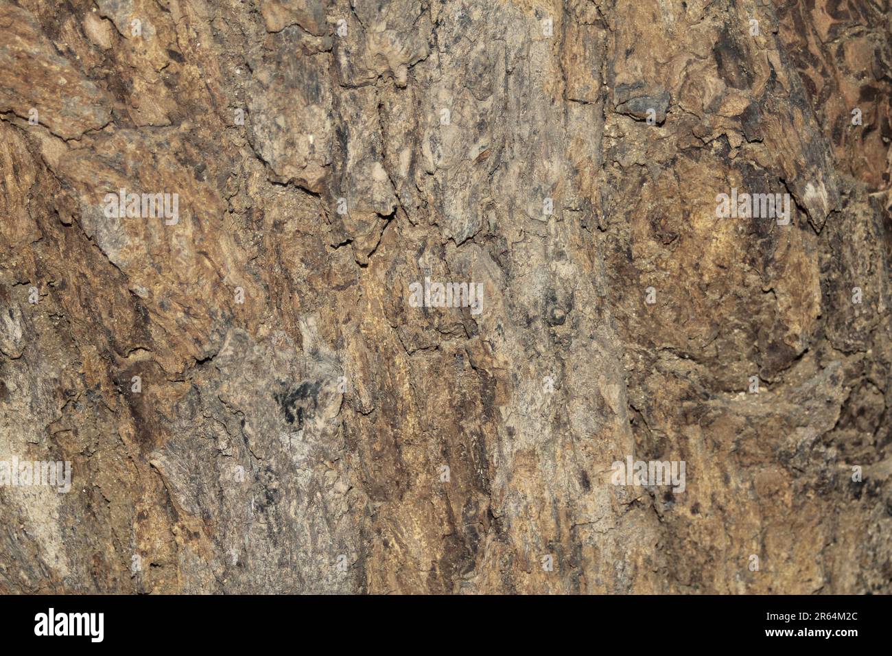 Indian rosewood, Dalbergia sissoo, shisham Stock Photo - Alamy