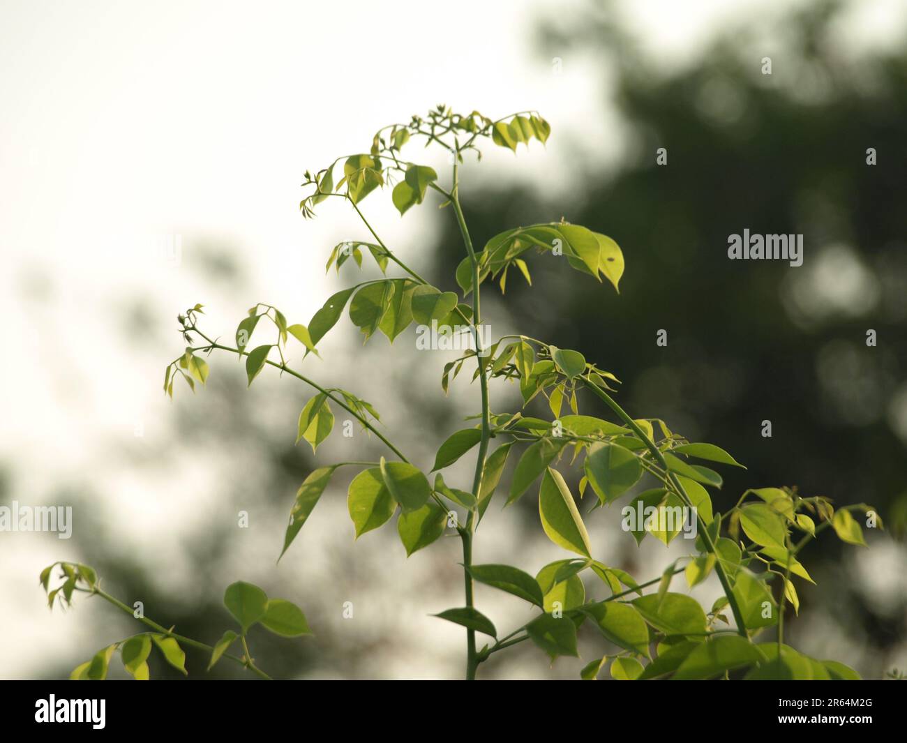 Indian rosewood, Dalbergia sissoo, shisham Stock Photo - Alamy