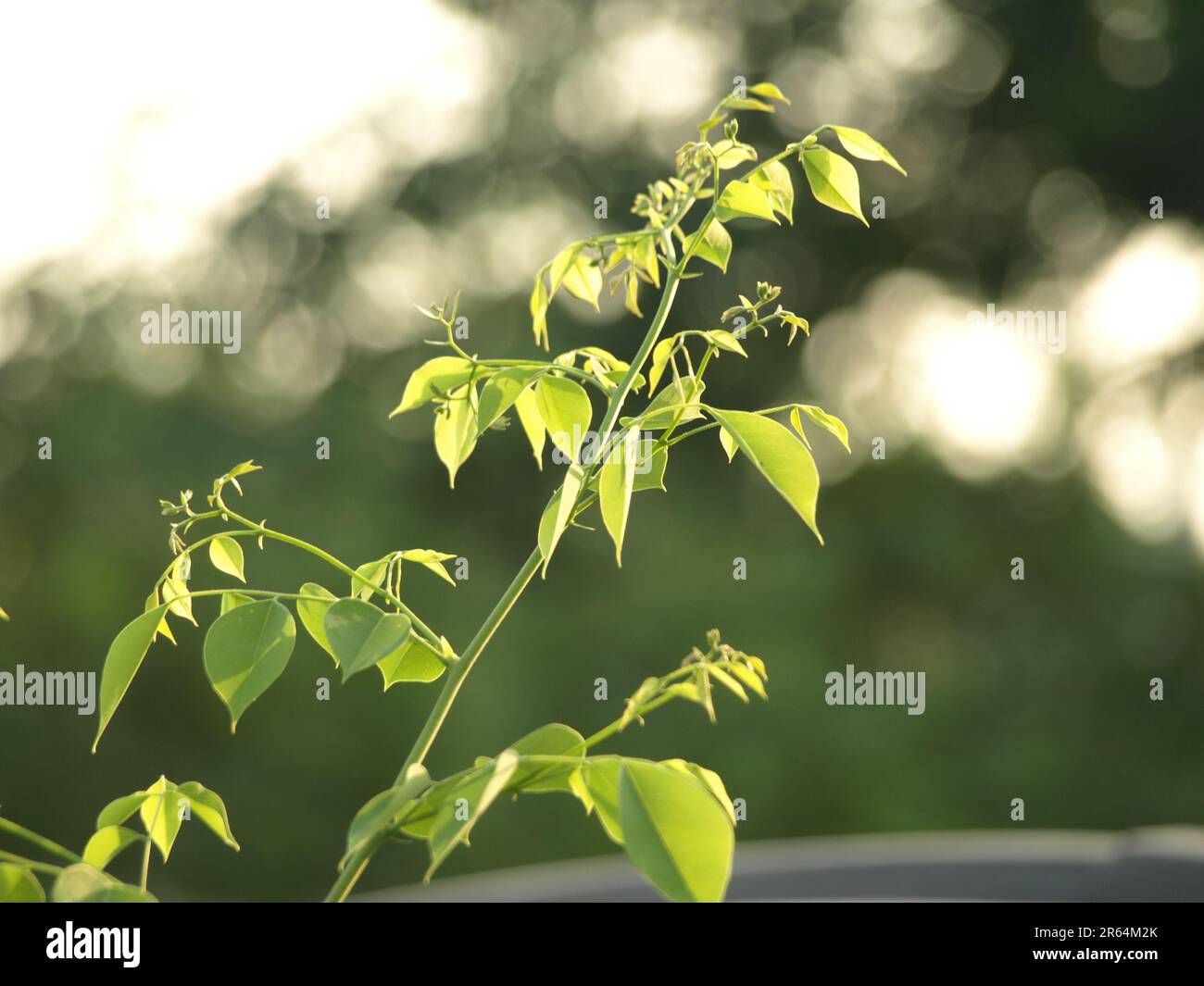 In axillary panicles hi-res stock photography and images - Alamy