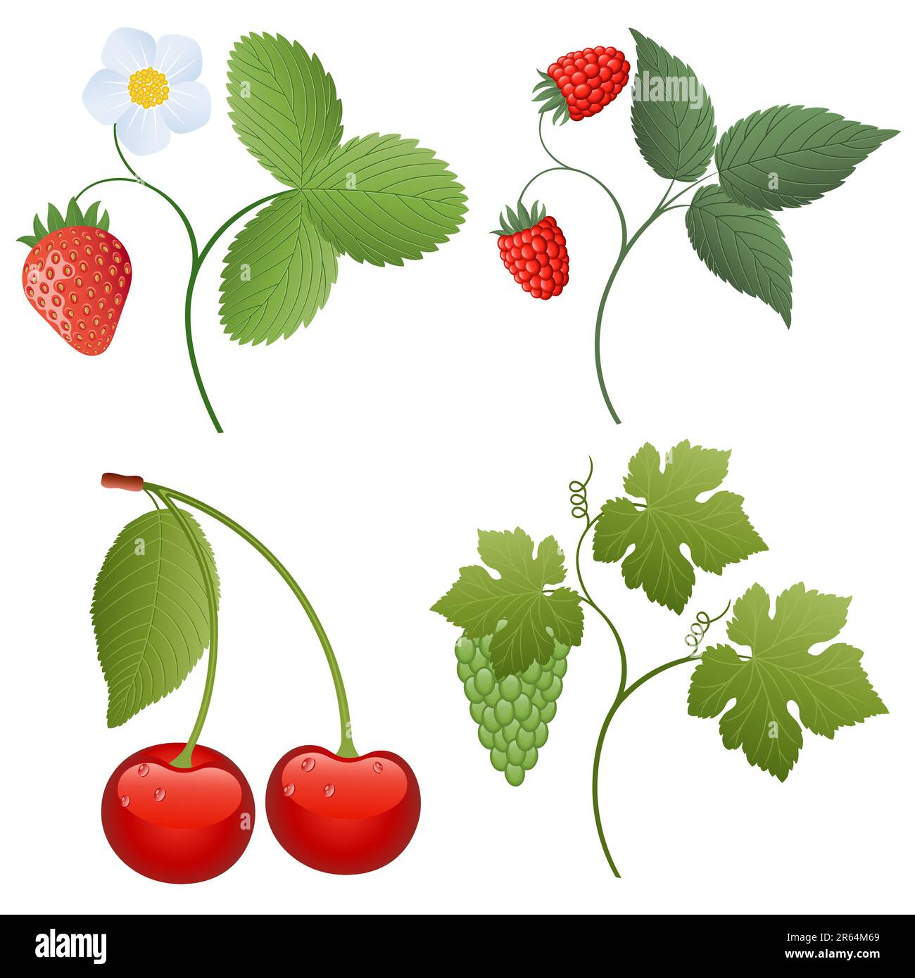 Isolated image of a berries. Vector illustration Stock Vector Image ...