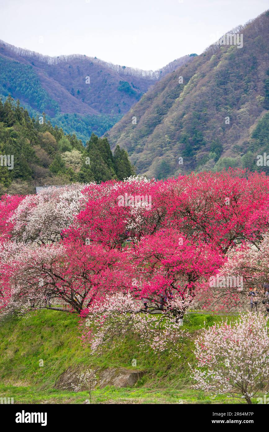 Hanamomo no sato village Stock Photo - Alamy