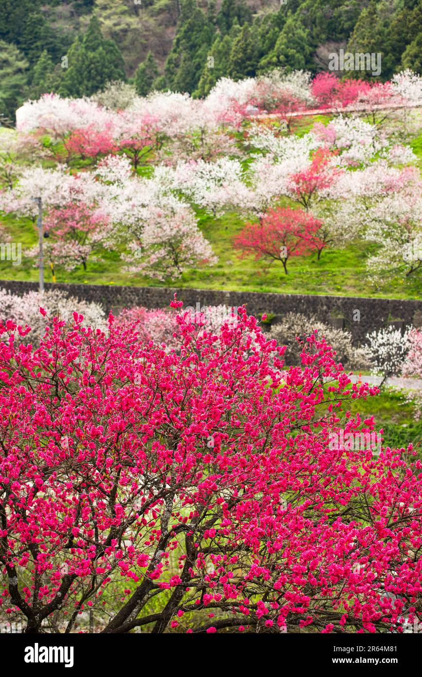 Hanamomo road hi-res stock photography and images - Alamy