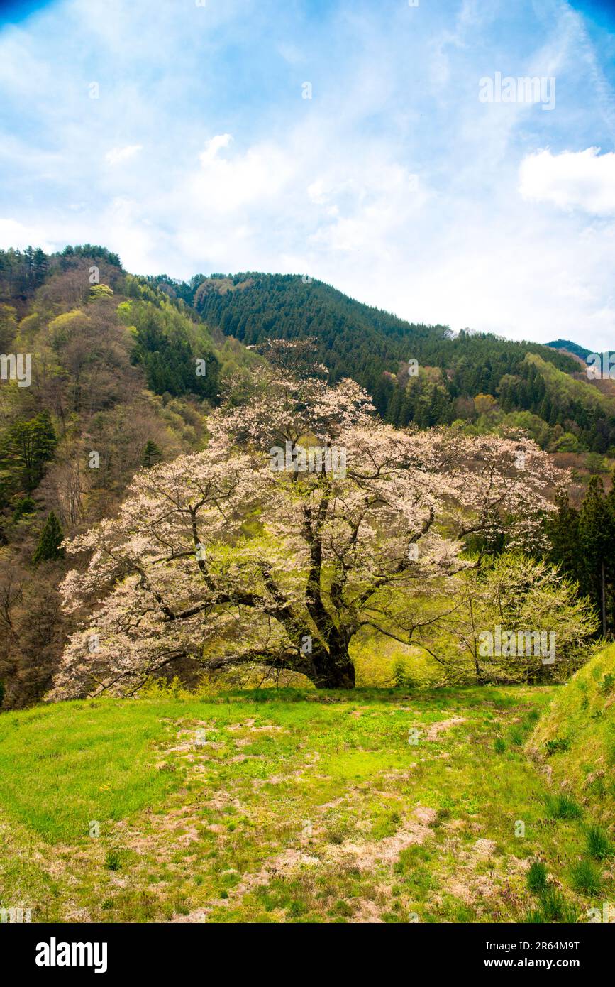 Cherry blossom of Koma-Tsunagi Stock Photo - Alamy