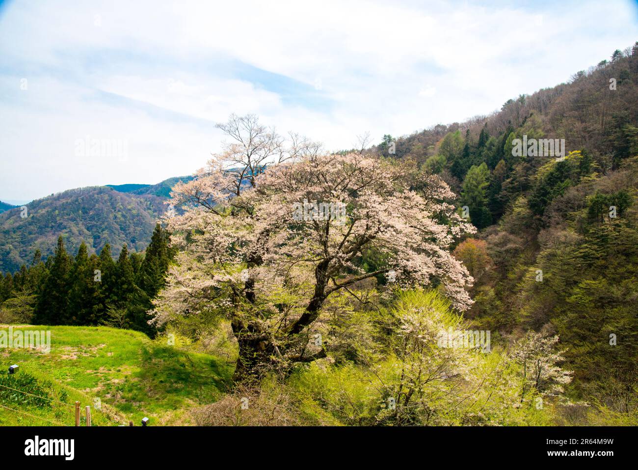 Cherry blossom of Koma-Tsunagi Stock Photo - Alamy