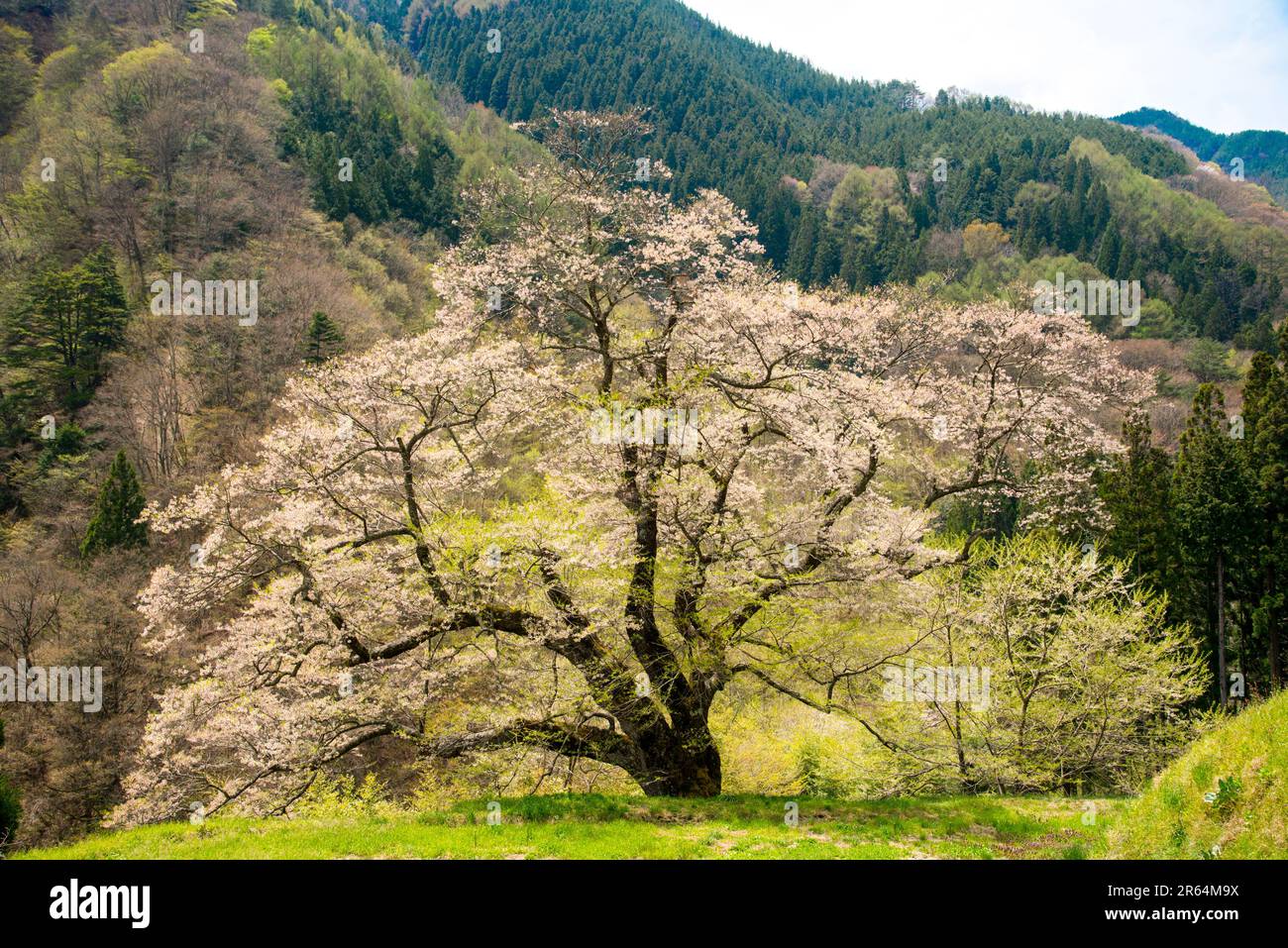 Cherry blossom of Koma-Tsunagi Stock Photo - Alamy