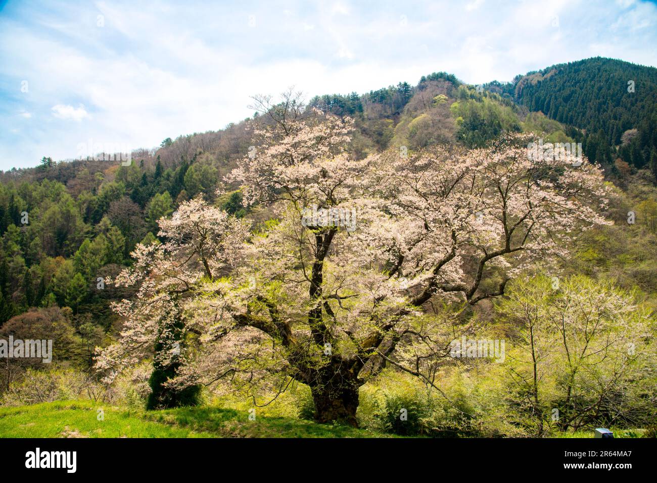 Cherry blossom of Koma-Tsunagi Stock Photo - Alamy