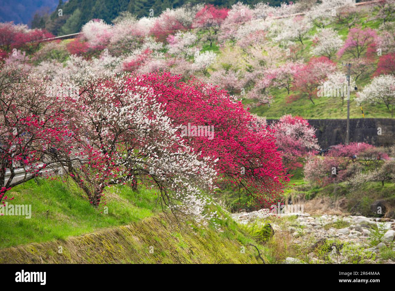 Hanamomo no sato village Stock Photo - Alamy