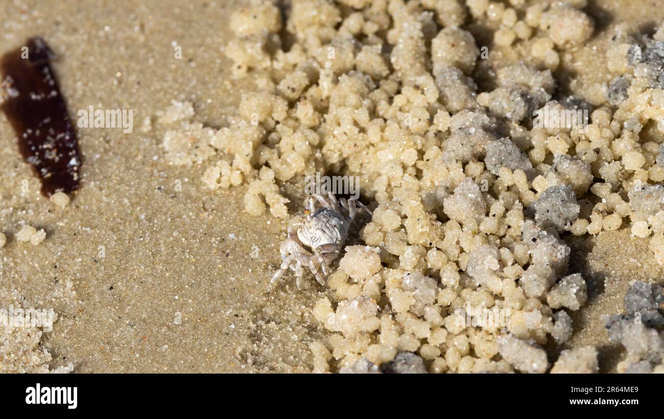 The Bubble Crab lives on inter-tidal beaches. They emerge and sift ...