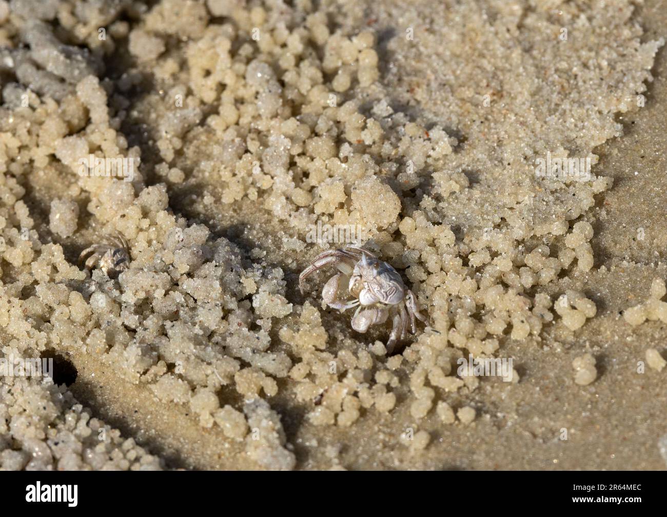 The Bubble Crab lives on inter-tidal beaches. They emerge and sift ...