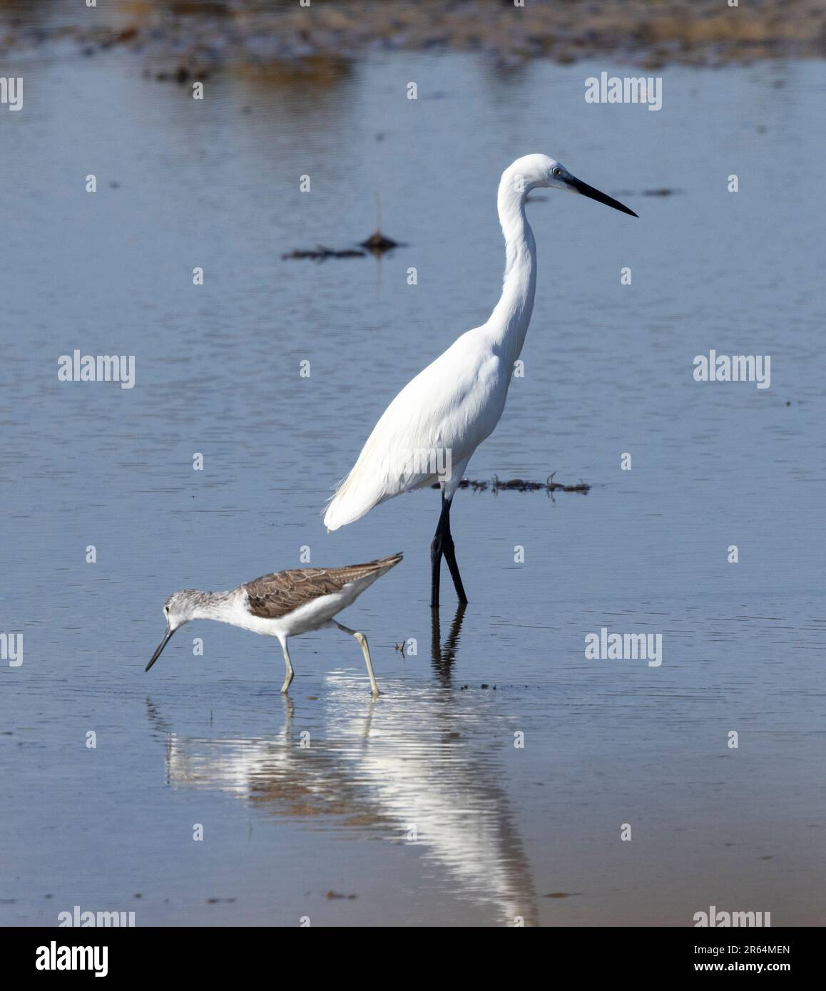 The white morph version of the Dimorphic Egret is very similar to the ...