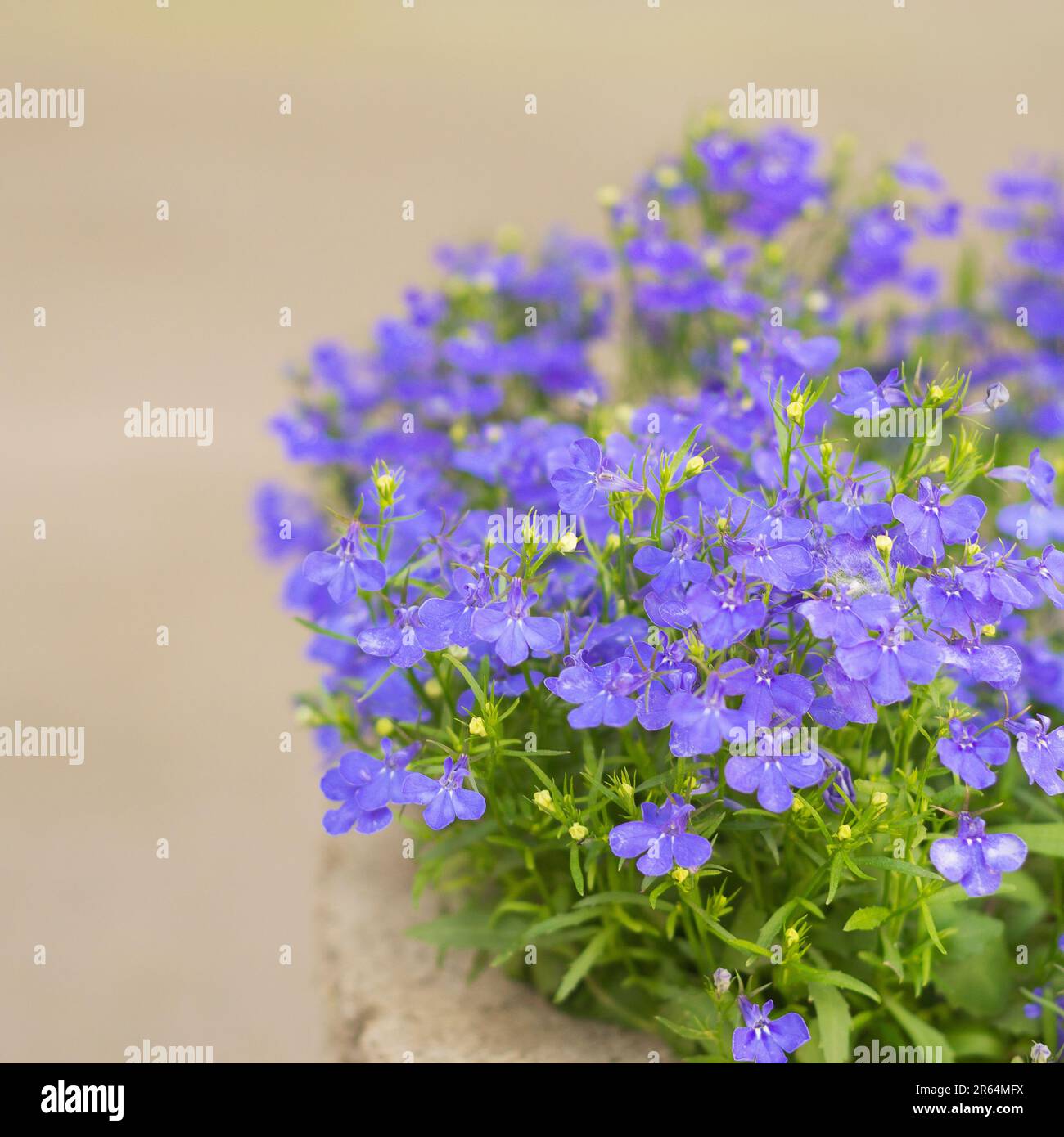 soft blue lobelia flowers bloomed 2 Stock Photo - Alamy