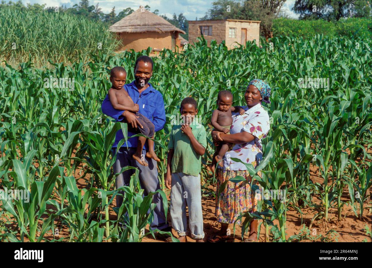 Swaziland, Family Nkambule in maisfield in front of their hut in the ...