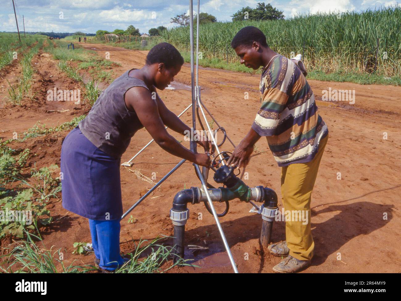Swaziland, farm workers install an irrigation system on a sugar cane ...