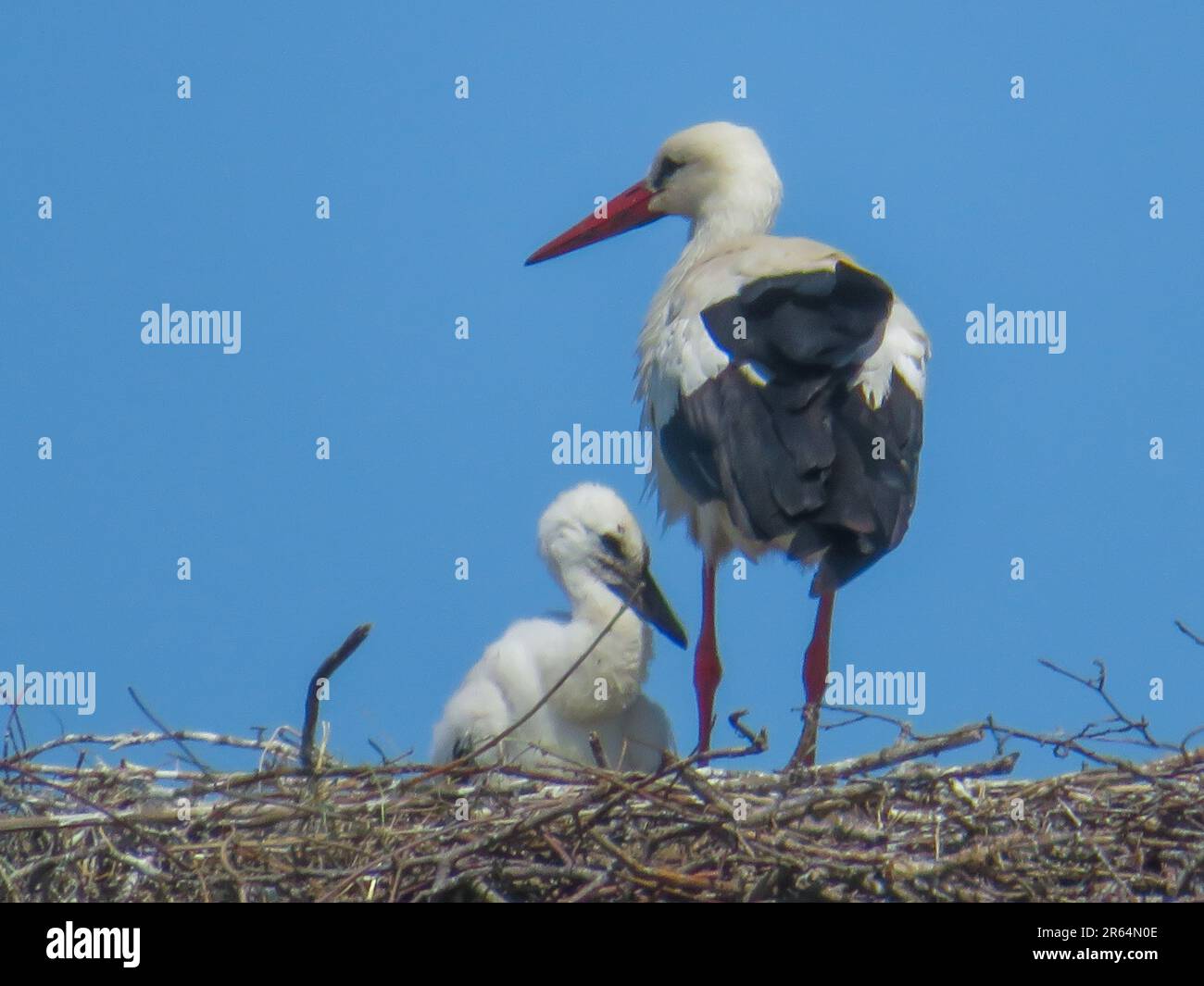 Netherlands, female stork and young white stork on the top of a man ...