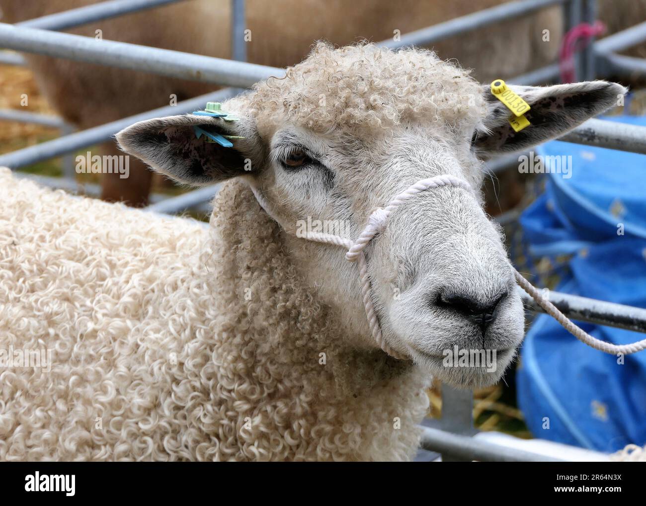 Farm animal uk hi-res stock photography and images - Alamy
